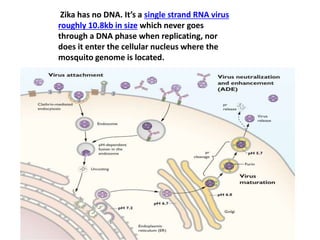 Zika virus - complete picture | PPTX