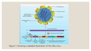 ZIKA VIRUS manifestation, treatment , symptoms, and diagnosis | PPTX