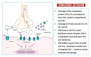 Zilucoplan-complement inhibitor for Generalized Myasthenia Gravis (gMG ...
