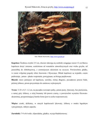 Zimą na grzyby | PDF