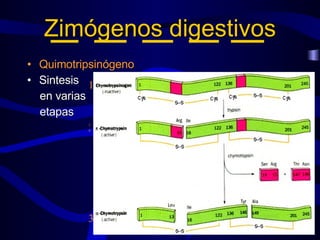 Zimogenos | PPT