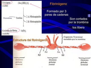 Zimogenos | PPT