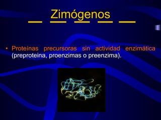 Zimogenos | PPT