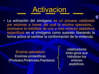 Zimogenos | PPT