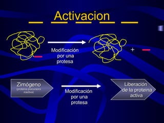 Zimogenos | PPT