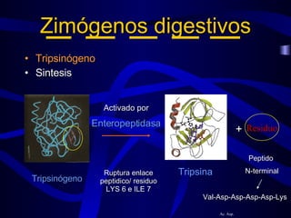 Zimogenos | PPT