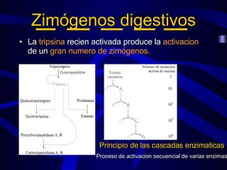 Zimogenos | PPT