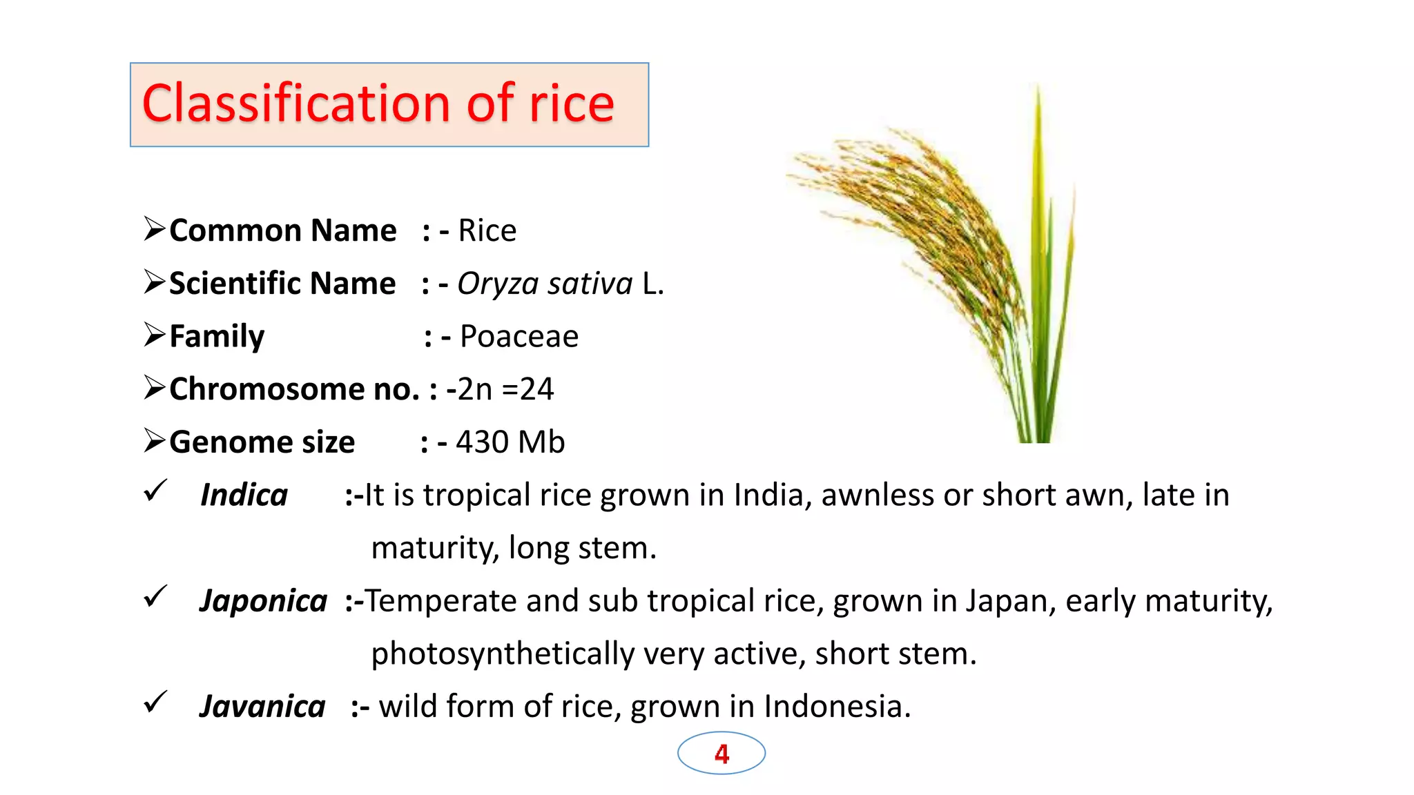 Zinc biofortification in rice | PPTX