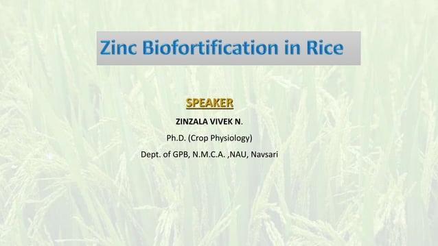Zinc biofortification in rice | PPTX | Agriculture | Industries