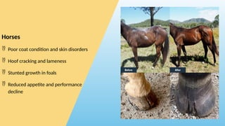 ZINC DEFICIENCY (HYPOZINCEMIA) in Animals | PPTX
