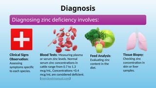 ZINC DEFICIENCY (HYPOZINCEMIA) in Animals | PPTX