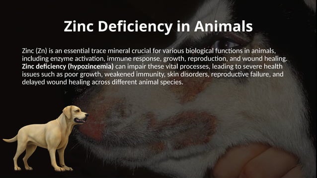 ZINC DEFICIENCY (HYPOZINCEMIA) in Animals | PPTX