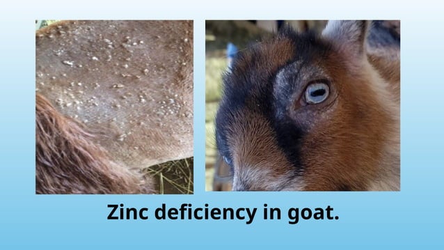 ZINC DEFICIENCY (HYPOZINCEMIA) in Animals | PPTX