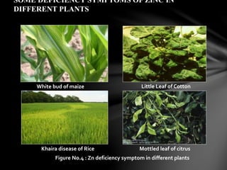 ZINC NUTRITION IN PLANTS | PPTX