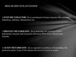 ZINC NUTRITION IN PLANTS | PPTX