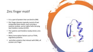 Zinc finger protein | PPTX