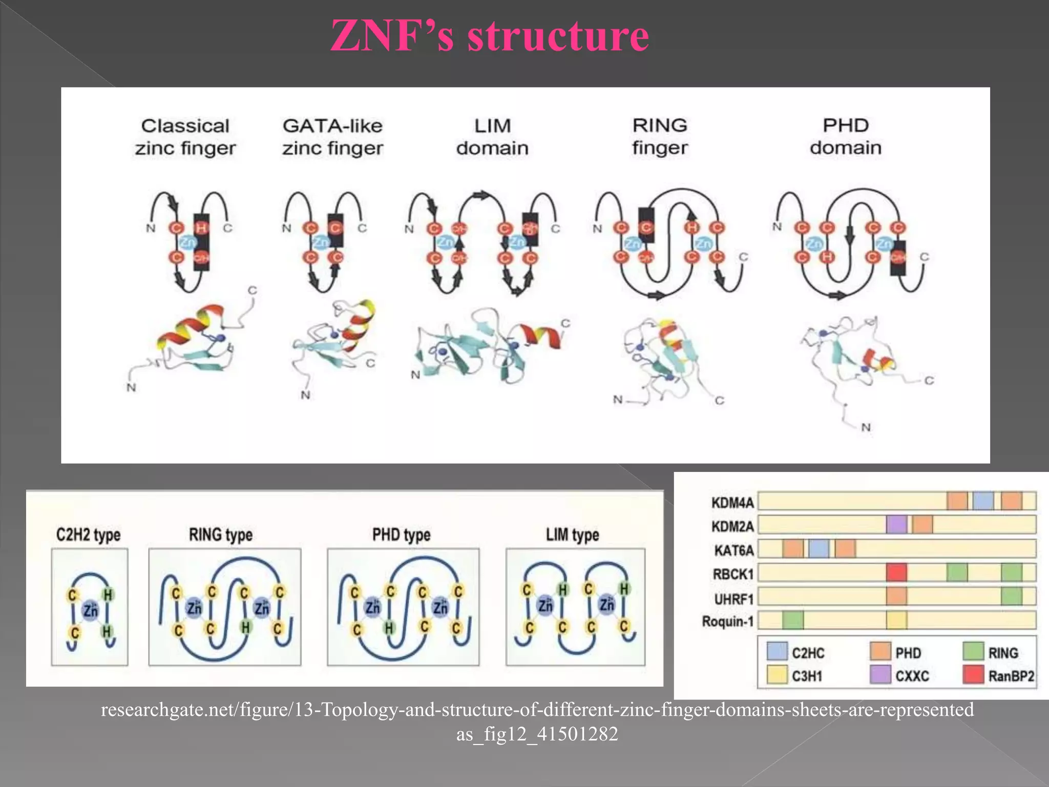 ZINC FINGER PROTEIN.pptx