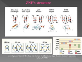 ZINC FINGER PROTEIN.pptx