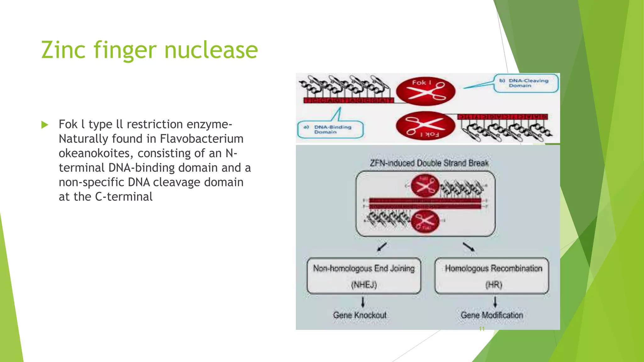 Zinc finger protein in drug discovery process | PPTX