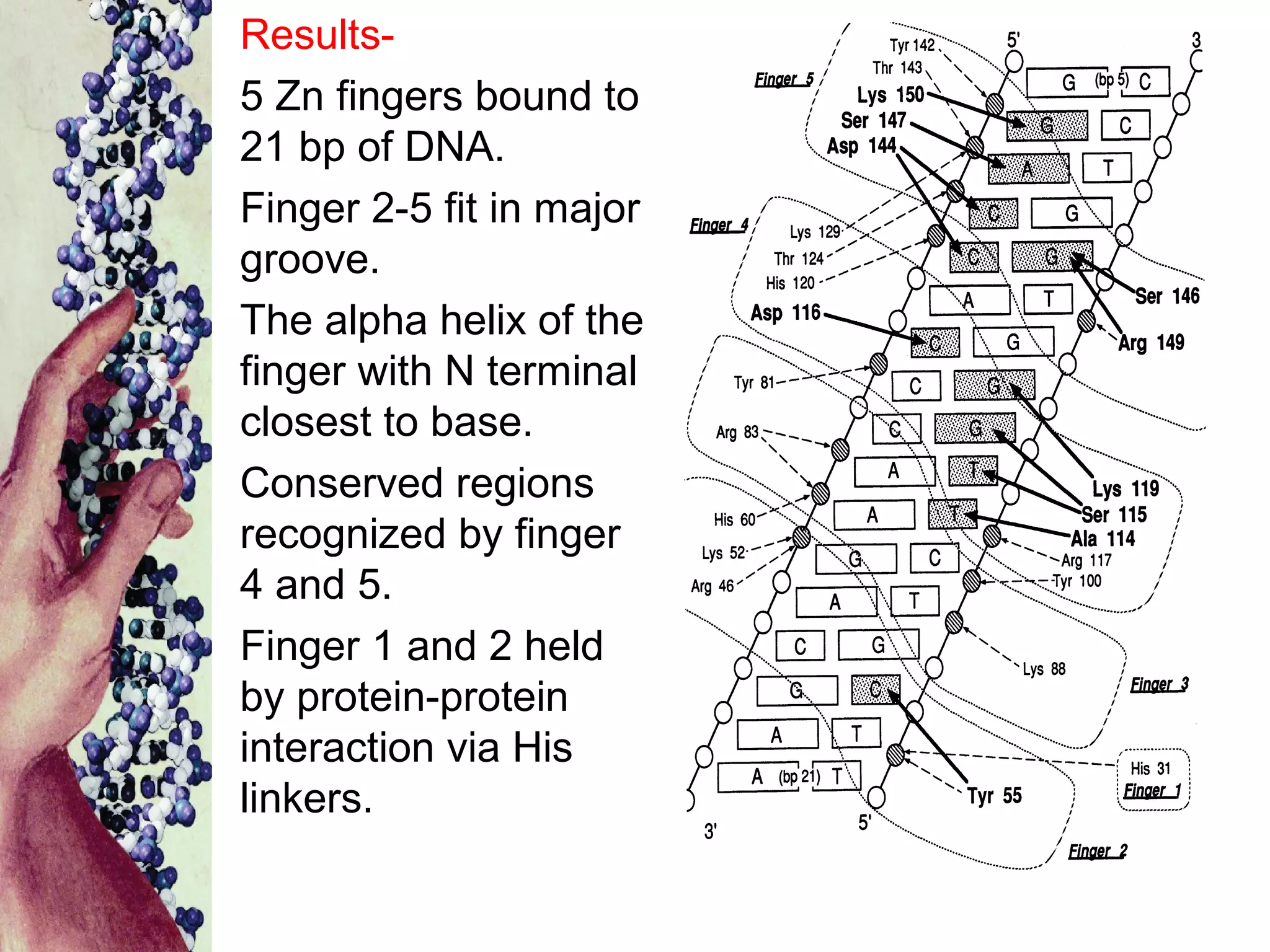Zinc finger technology | PPT