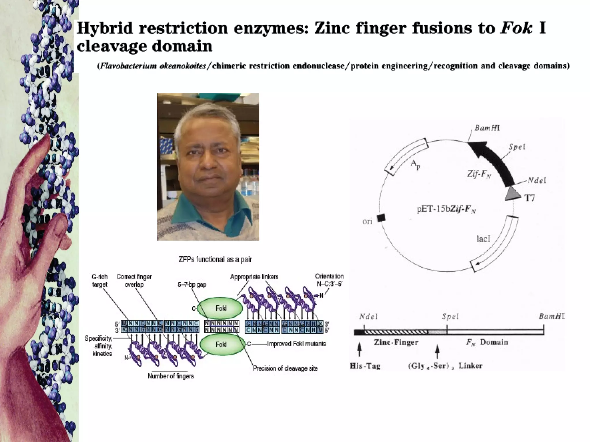 Zinc finger technology | PPT