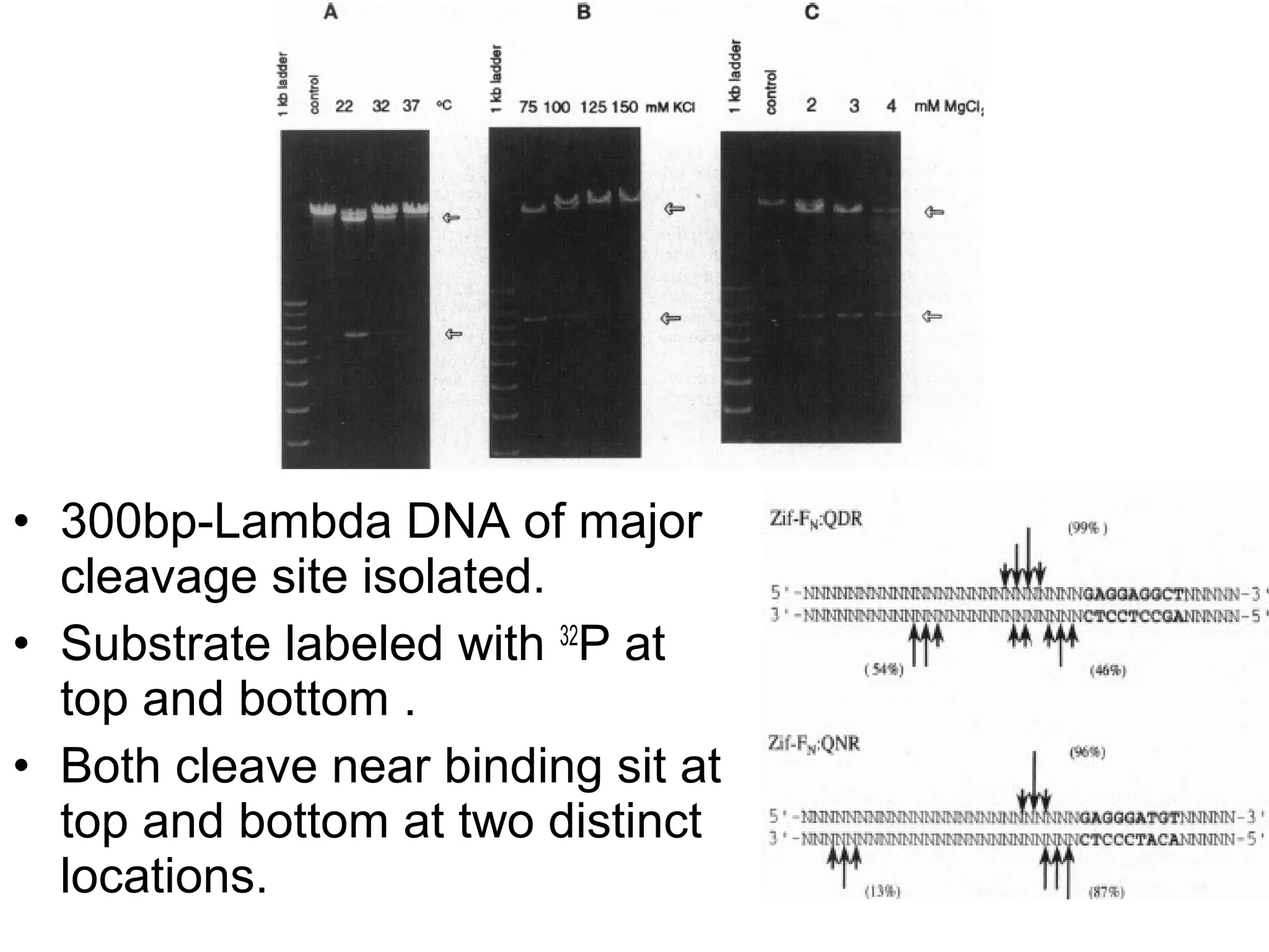 Zinc finger technology | PPT