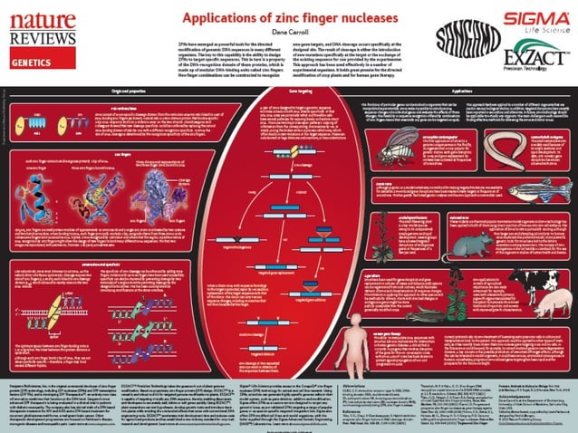 Zinc finger technology | PPT