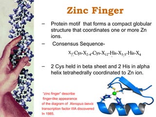 Zinc finger technology | PPT