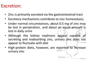 Zinc in body | PPTX