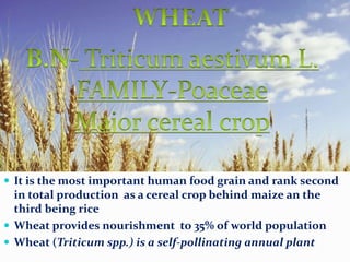 Zinc iron wheat biofortification | PPTX