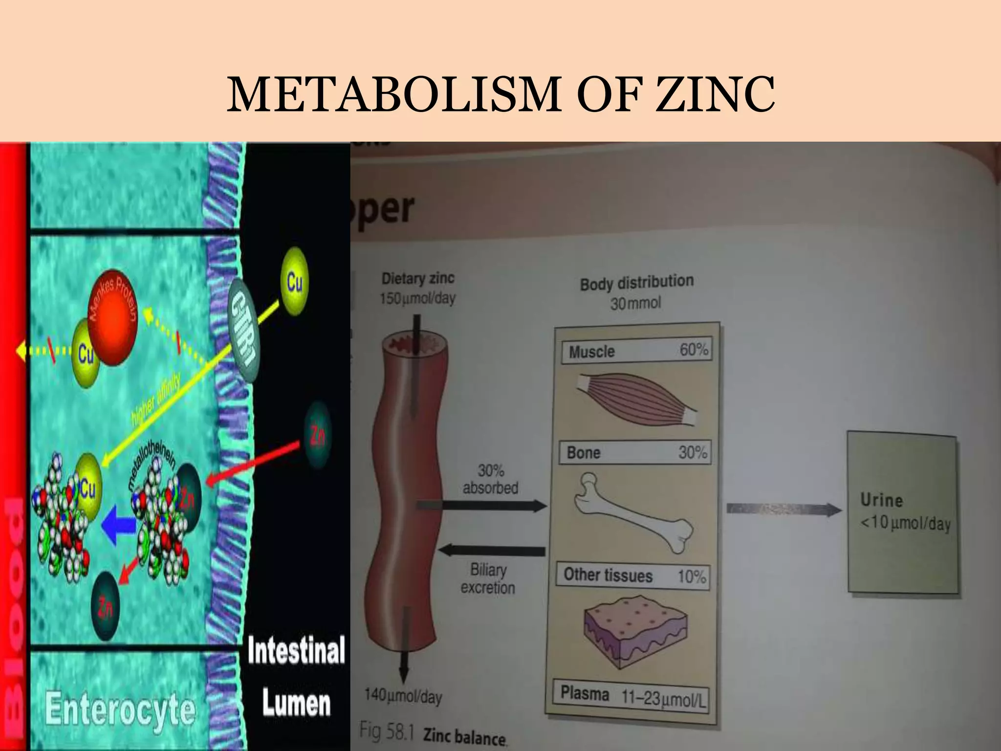 Zinc presentation (1) | PPTX