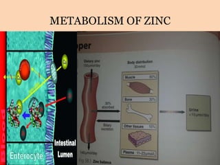 Zinc presentation (1) | PPTX