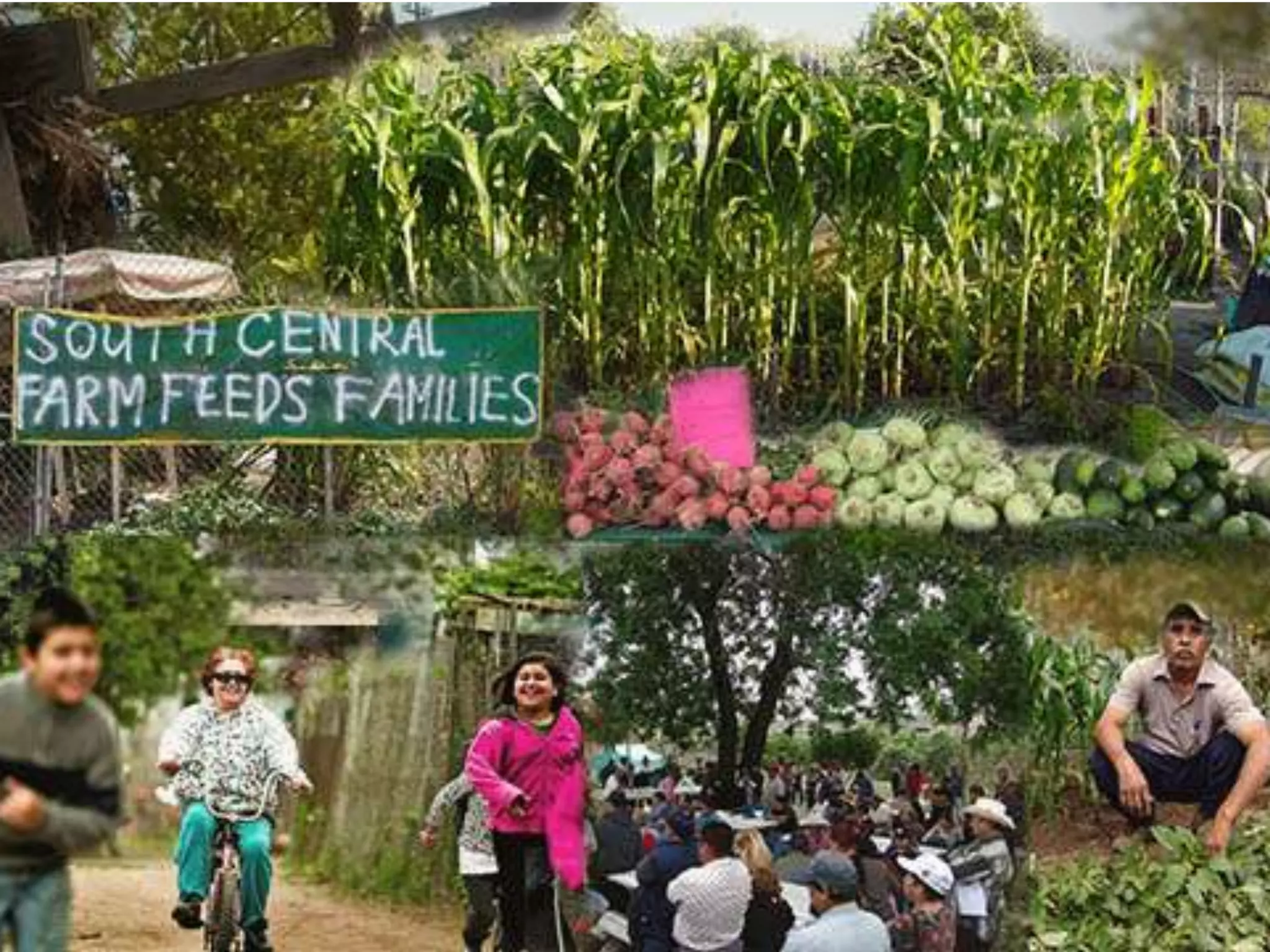 IML 420 - SOUTH CENTRAL FARM | PPTX