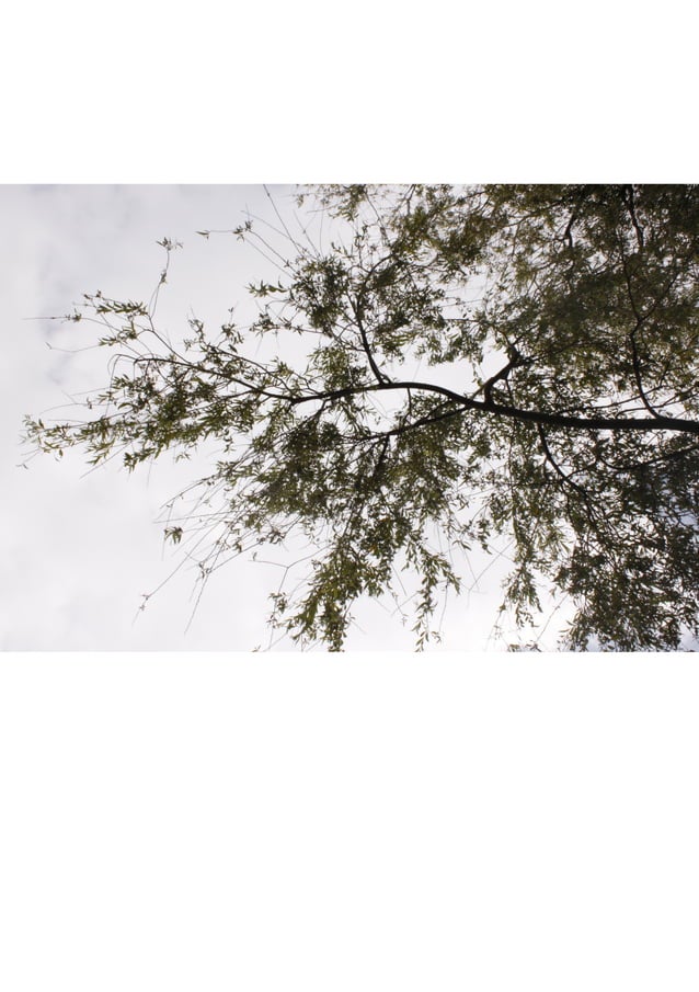 The Tree Project | PDF