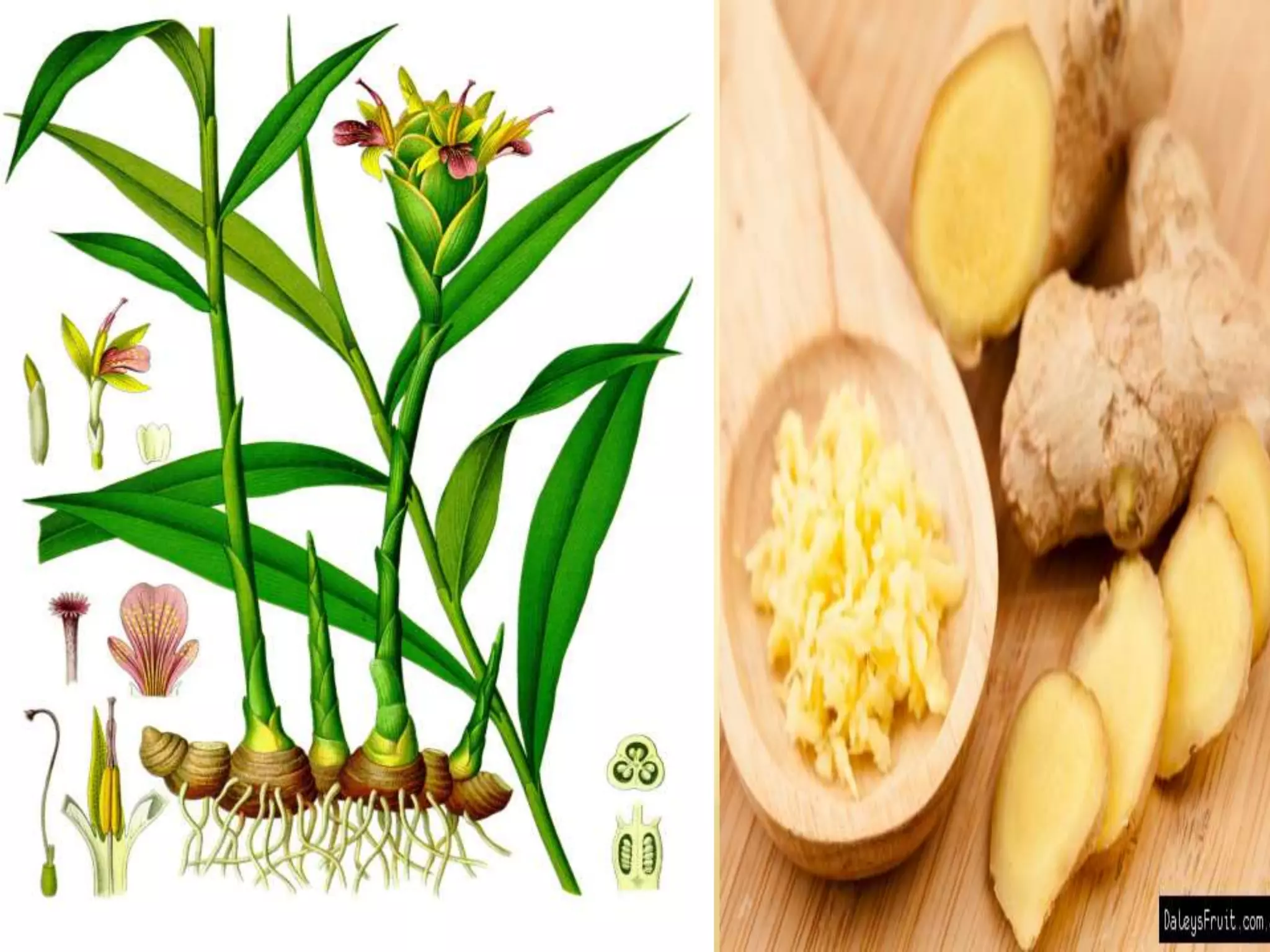 Ginger (Zingiber officinale) | PPTX