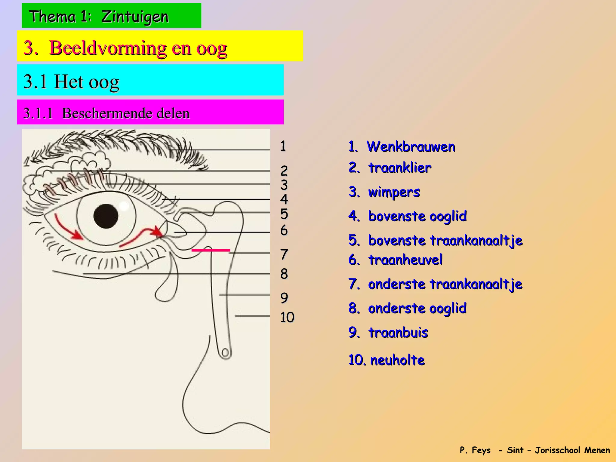 Zintuigen beeldvorming en oog af | PPT
