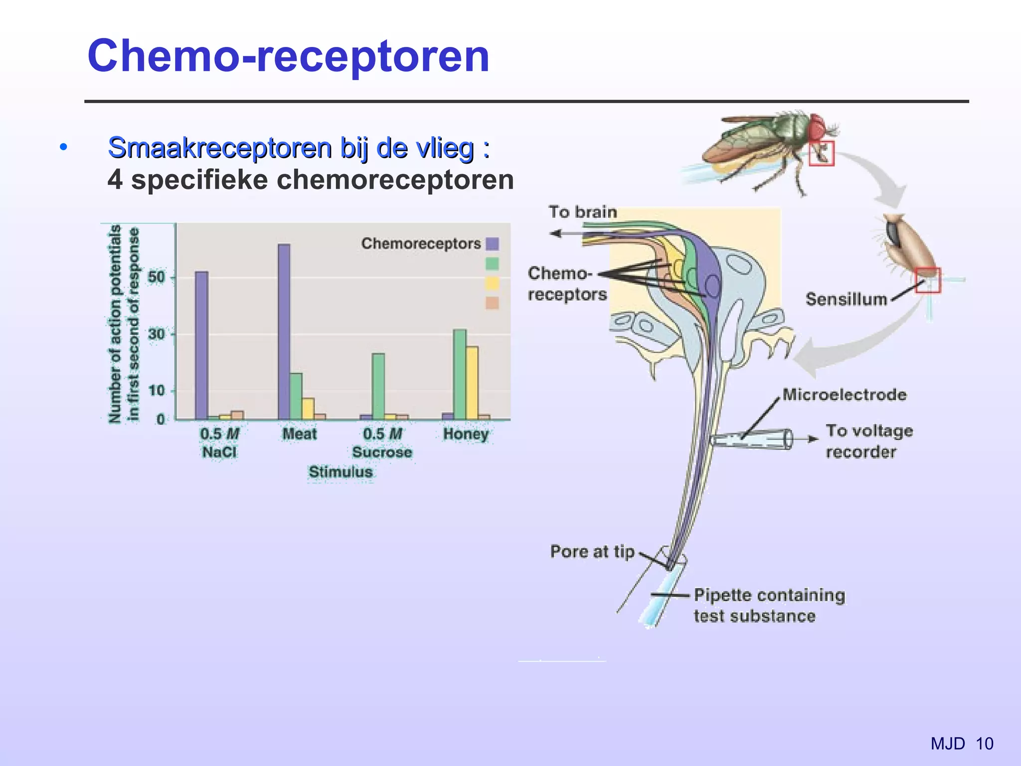 Zintuigfysiologie (2) (chemoreceptoren, smaak en geur) | PPT
