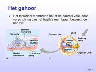 Zintuigfysiologie (1) | PPT