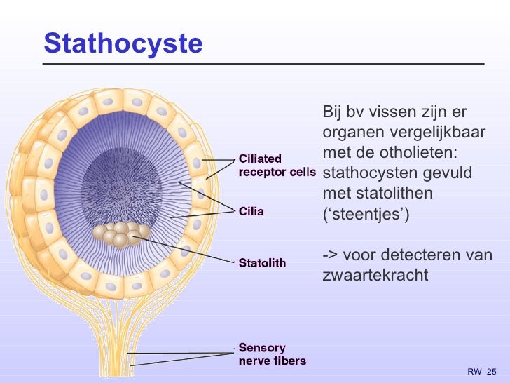 Zintuigfysiologie (1)