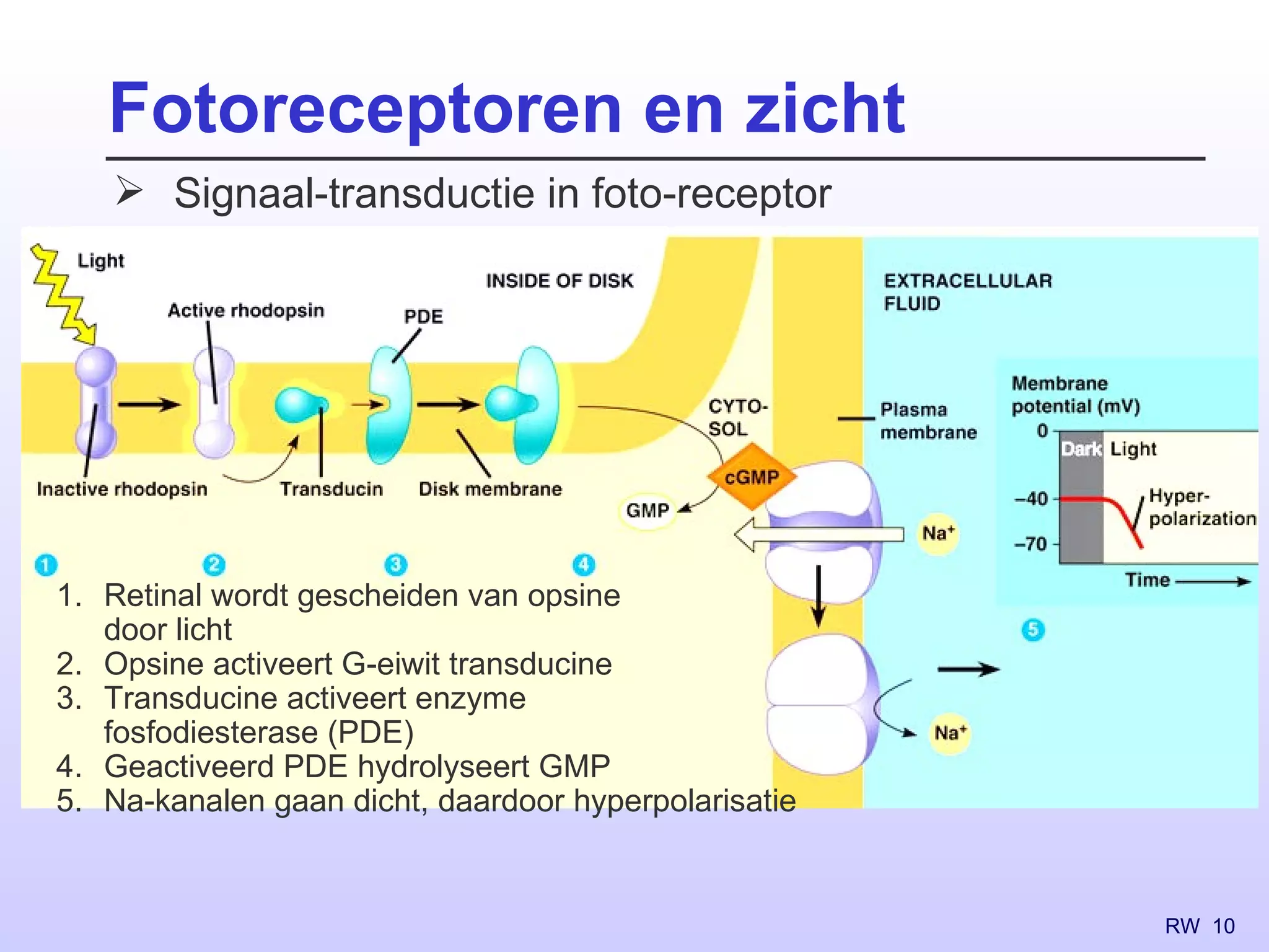 Zintuigfysiologie (2) | PPT