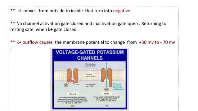 action_potentials_.pptx - phases of action potentials 1) resting phase ...