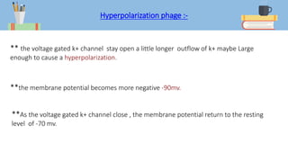 action_potentials_.pptx - phases of action potentials 1) resting phase ...