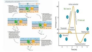 action_potentials_.pptx - phases of action potentials 1) resting phase ...