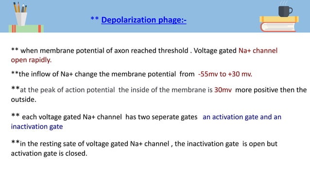 action_potentials_.pptx - phases of action potentials 1) resting phase ...