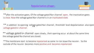 action_potentials_.pptx - phases of action potentials 1) resting phase ...