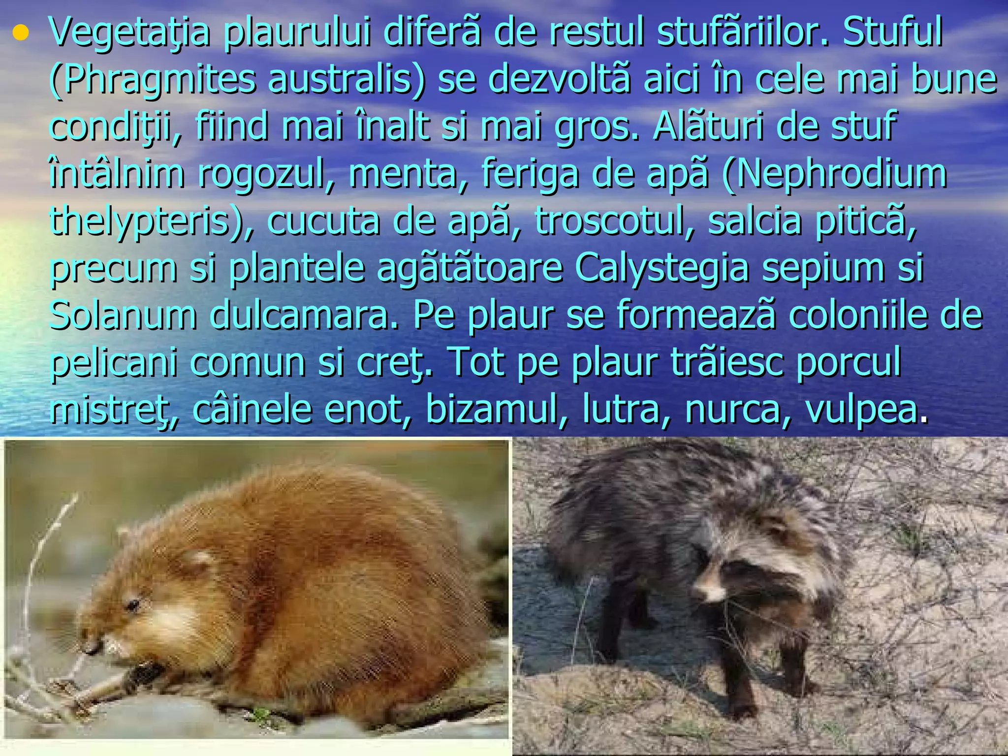 Ziua mondiala a zonelor umede | PPT