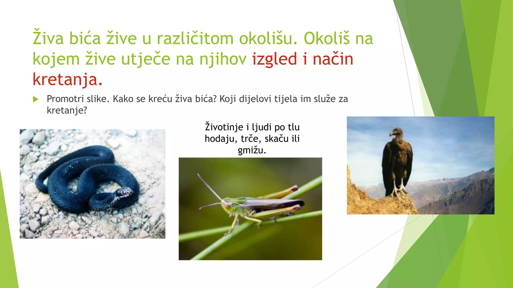 Ziva bica u vodi, zraku i na tlu | PPTX