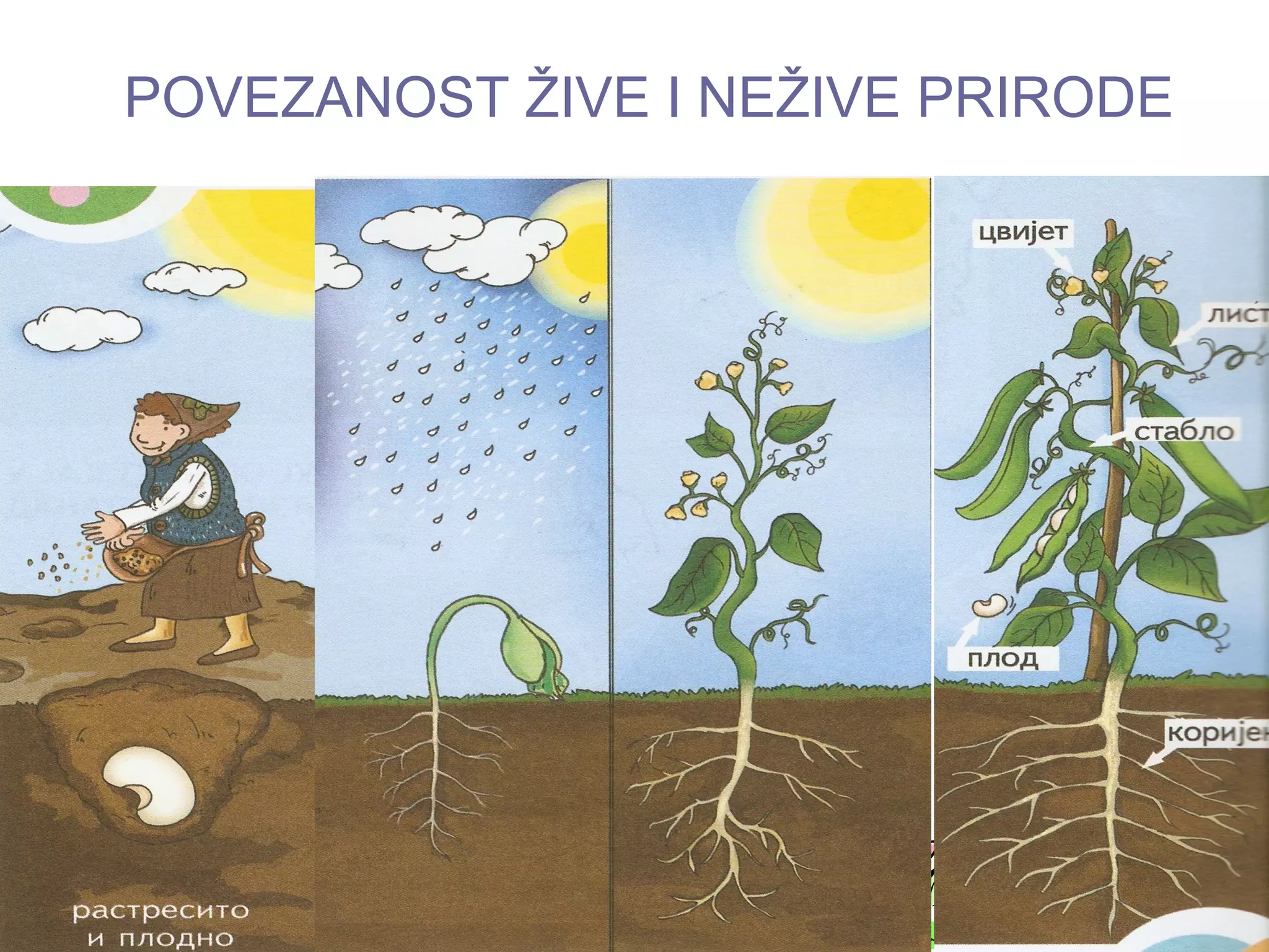 Ziva i neziva priroda | PPT