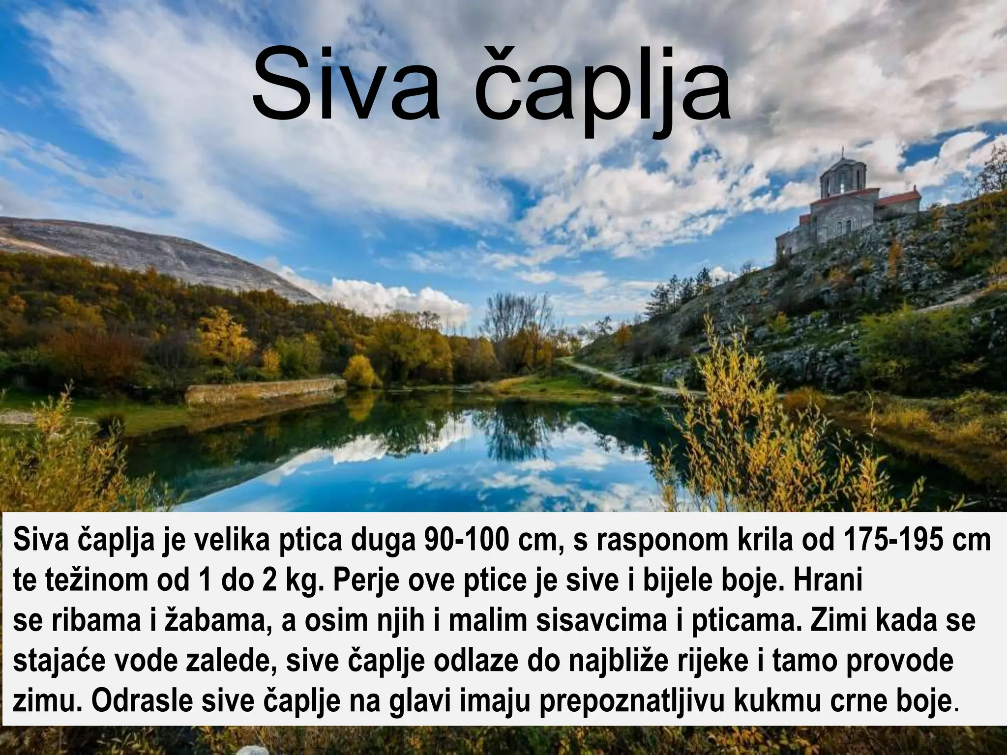 Zivotinjski svijet uz obalu tekućice.pptx