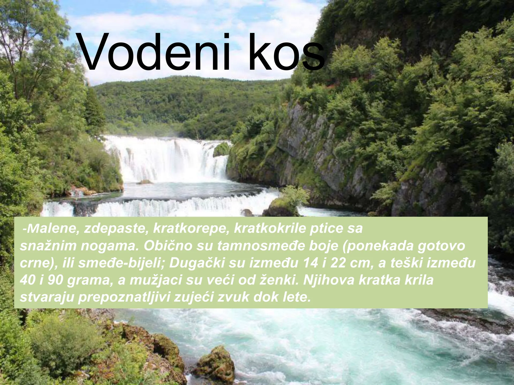 Zivotinjski svijet uz obalu tekućice.pptx
